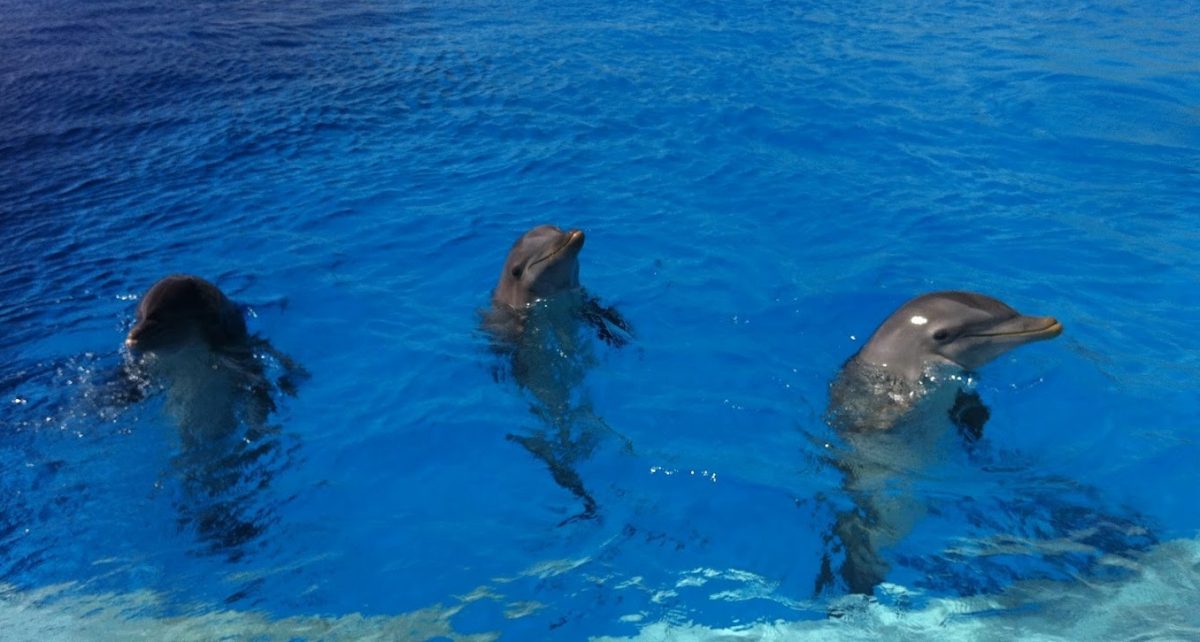 Nado con delfines en Punta Cana - Cazador de Viajes